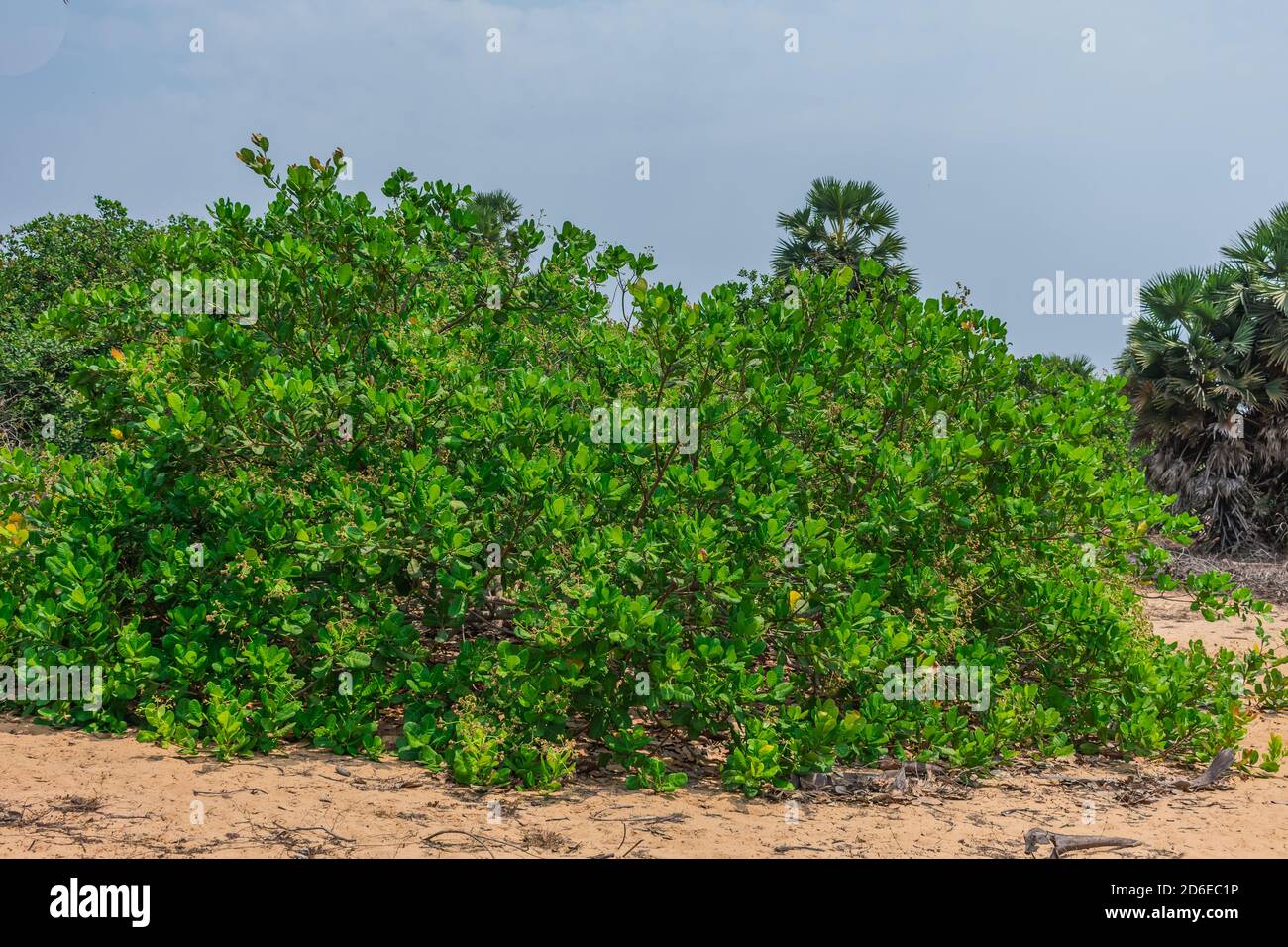 Cashew nut trees hi-res stock photography and images - Alamy