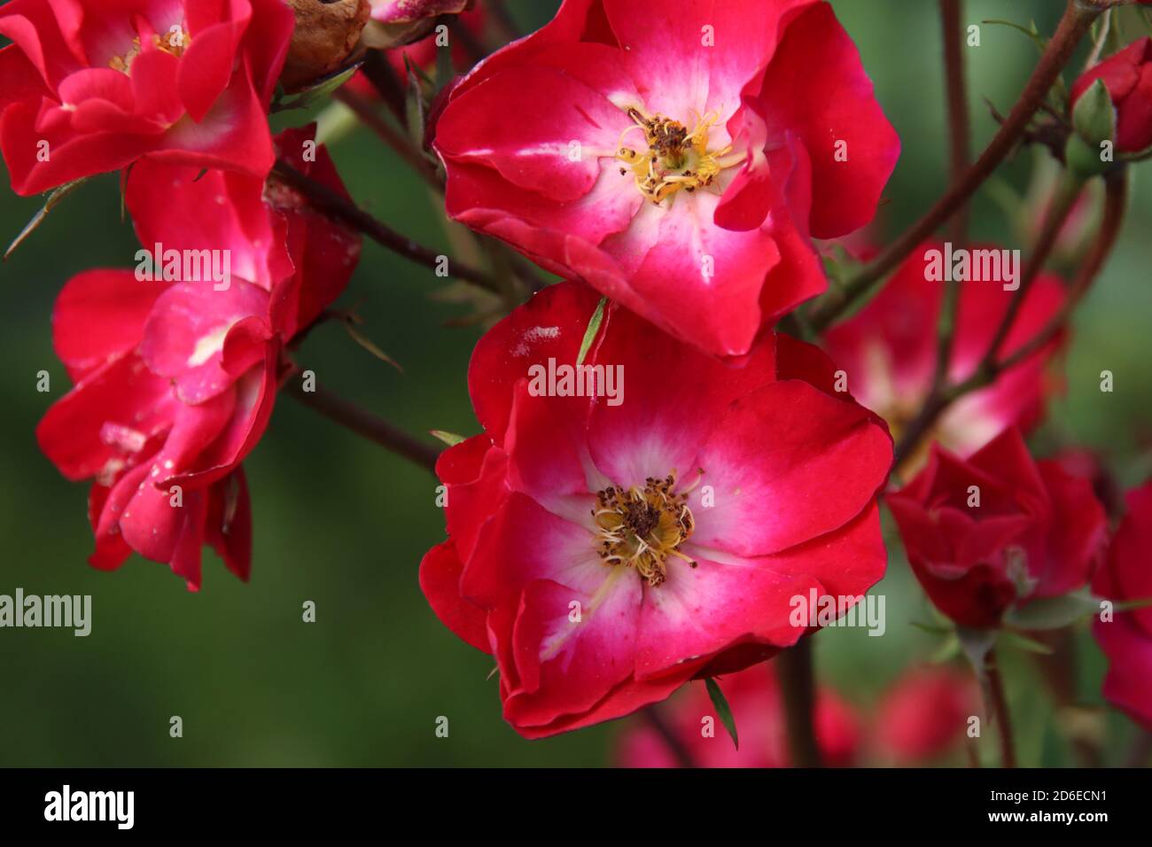 Rosa la rouge hi-res stock photography and images - Alamy