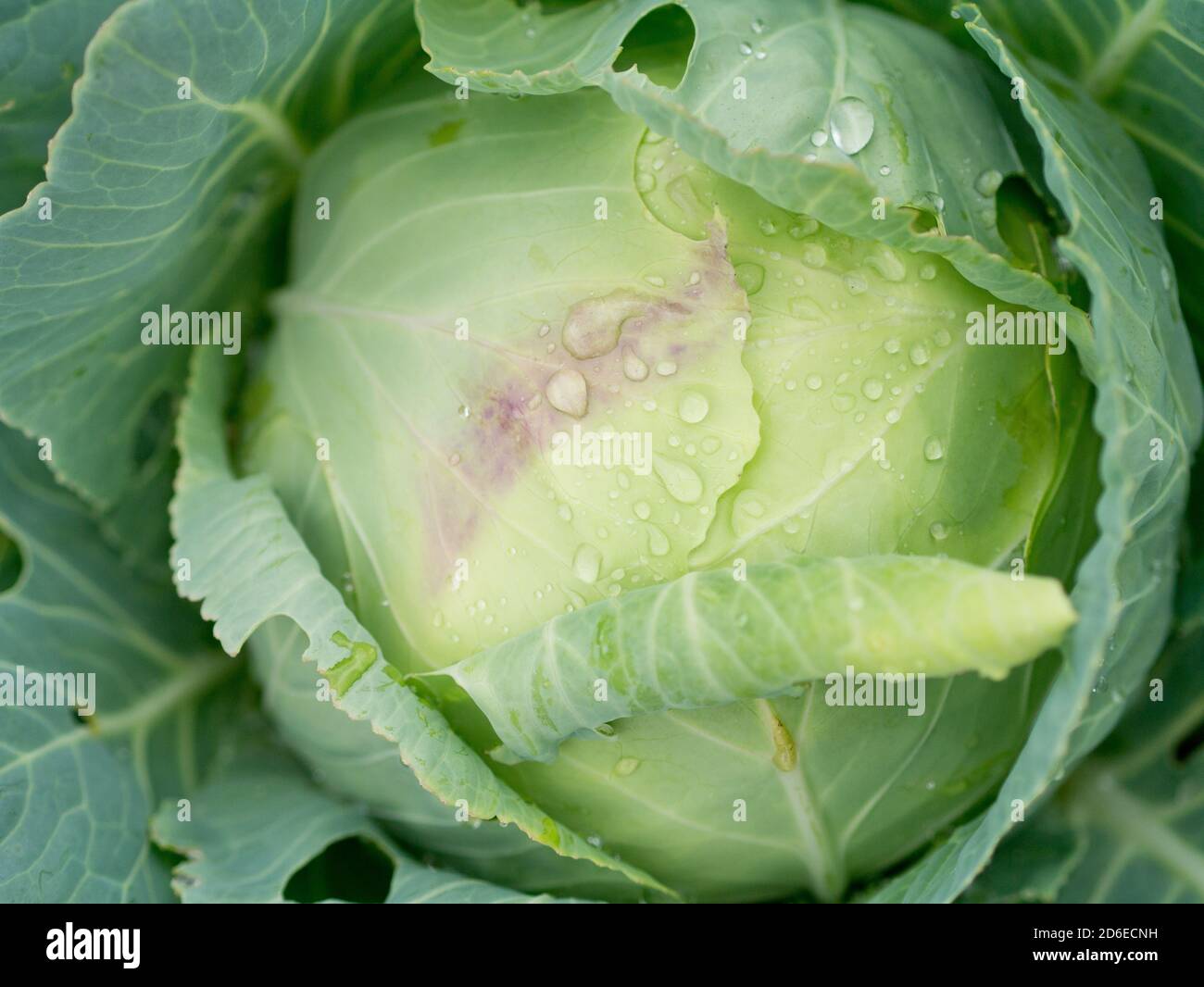 Large farm field growing cabbage hi-res stock photography and images ...