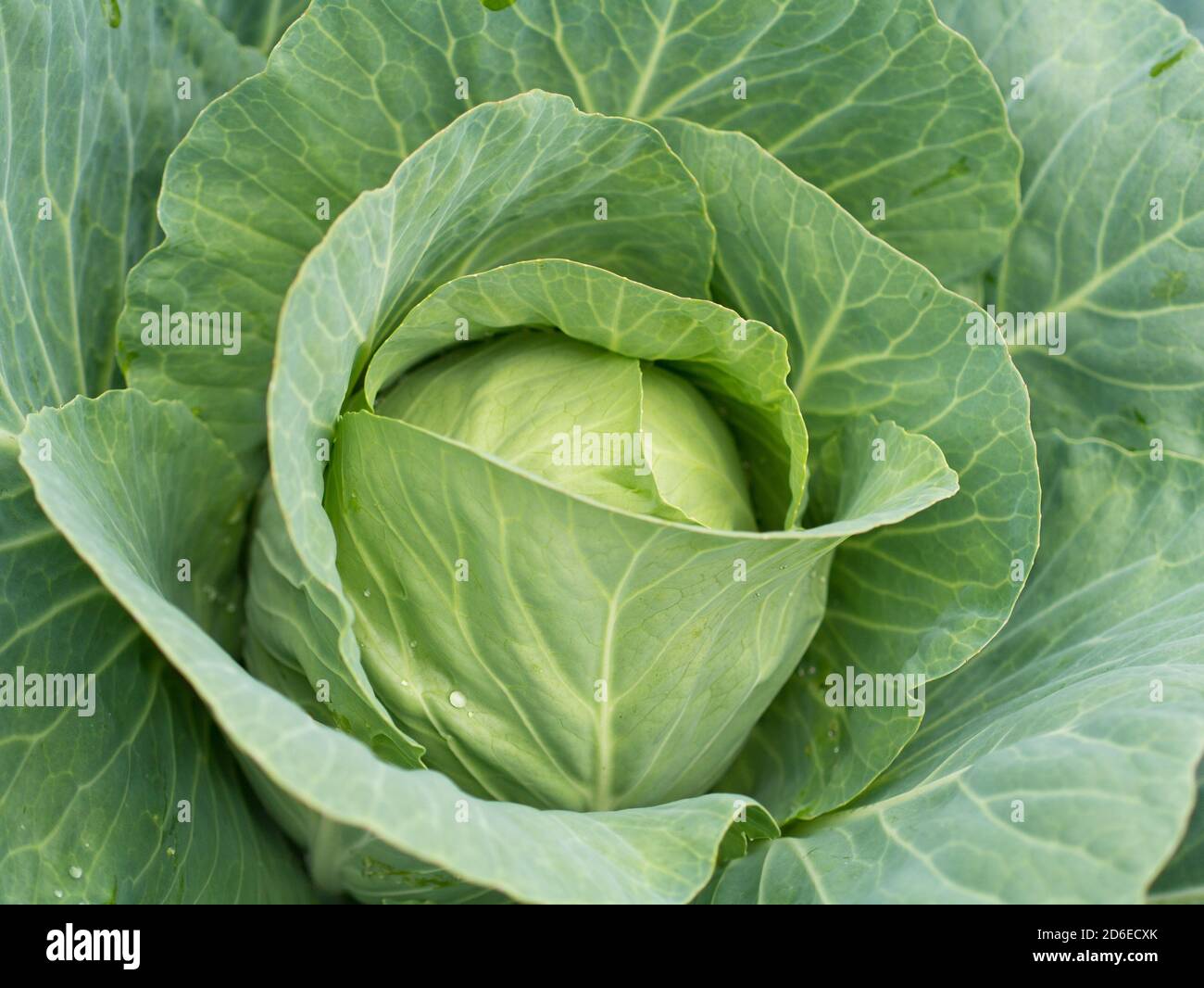 Cabbage growing at a farm field Stock Photo - Alamy