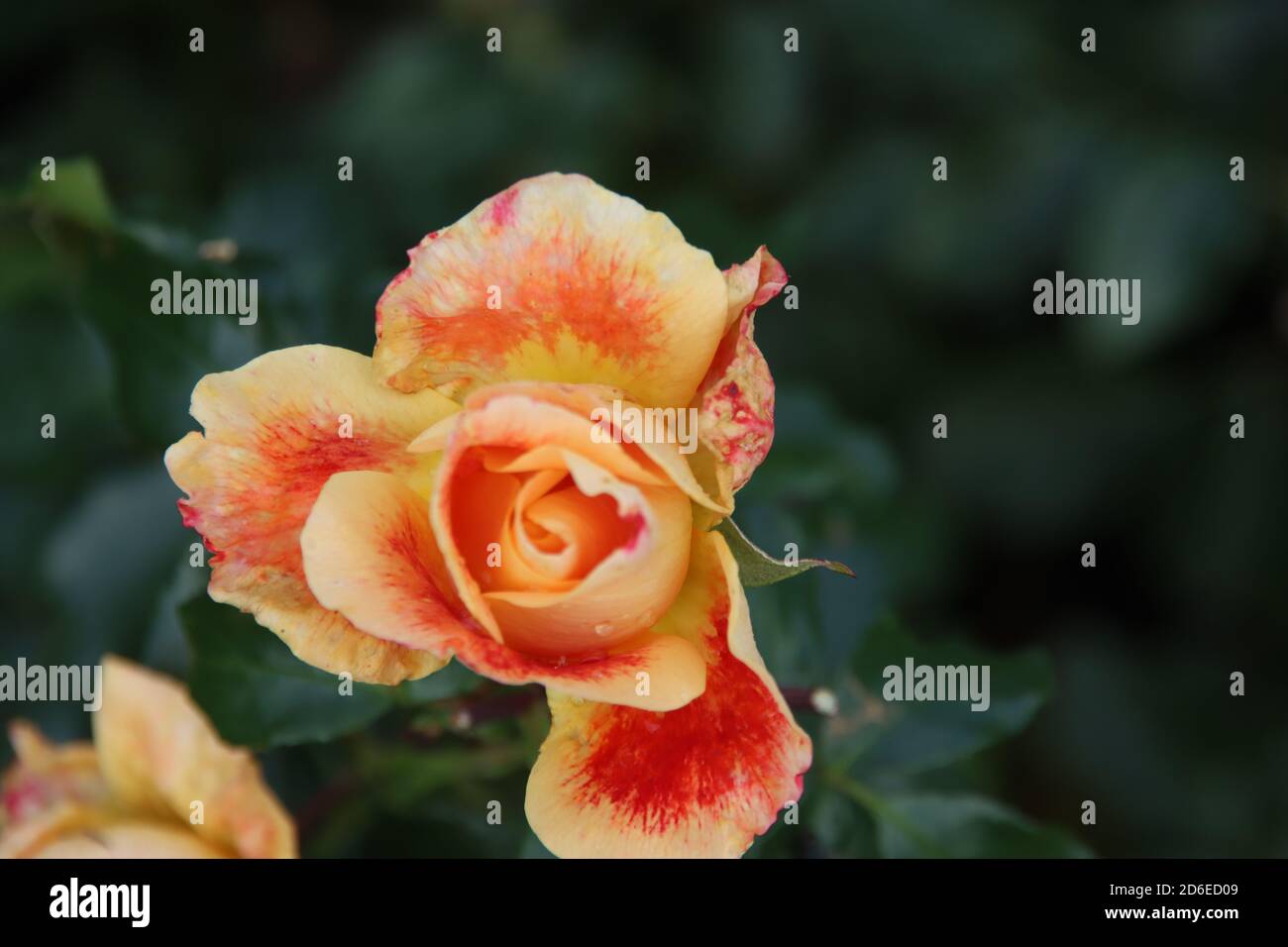 Rosa sirius hi-res stock photography and images - Alamy