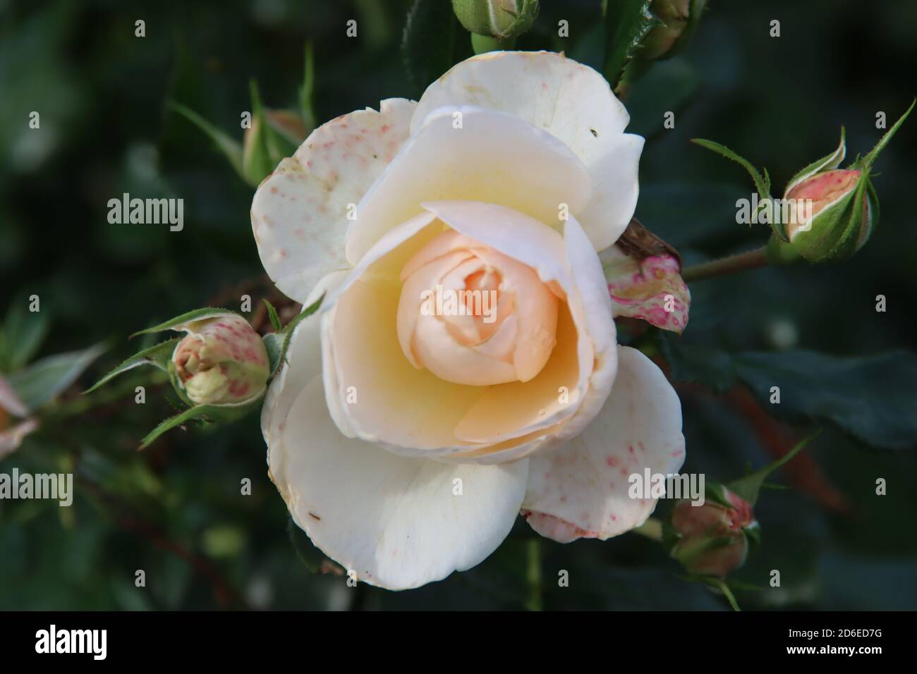 Rosa sirius hi-res stock photography and images - Alamy