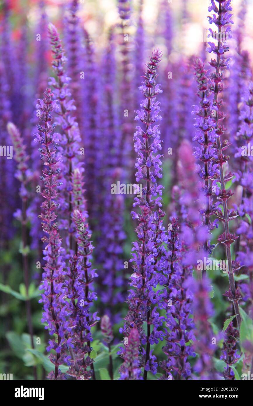 A Display of Caradonna Salvia Hardy Flower Plants Stock Photo - Alamy