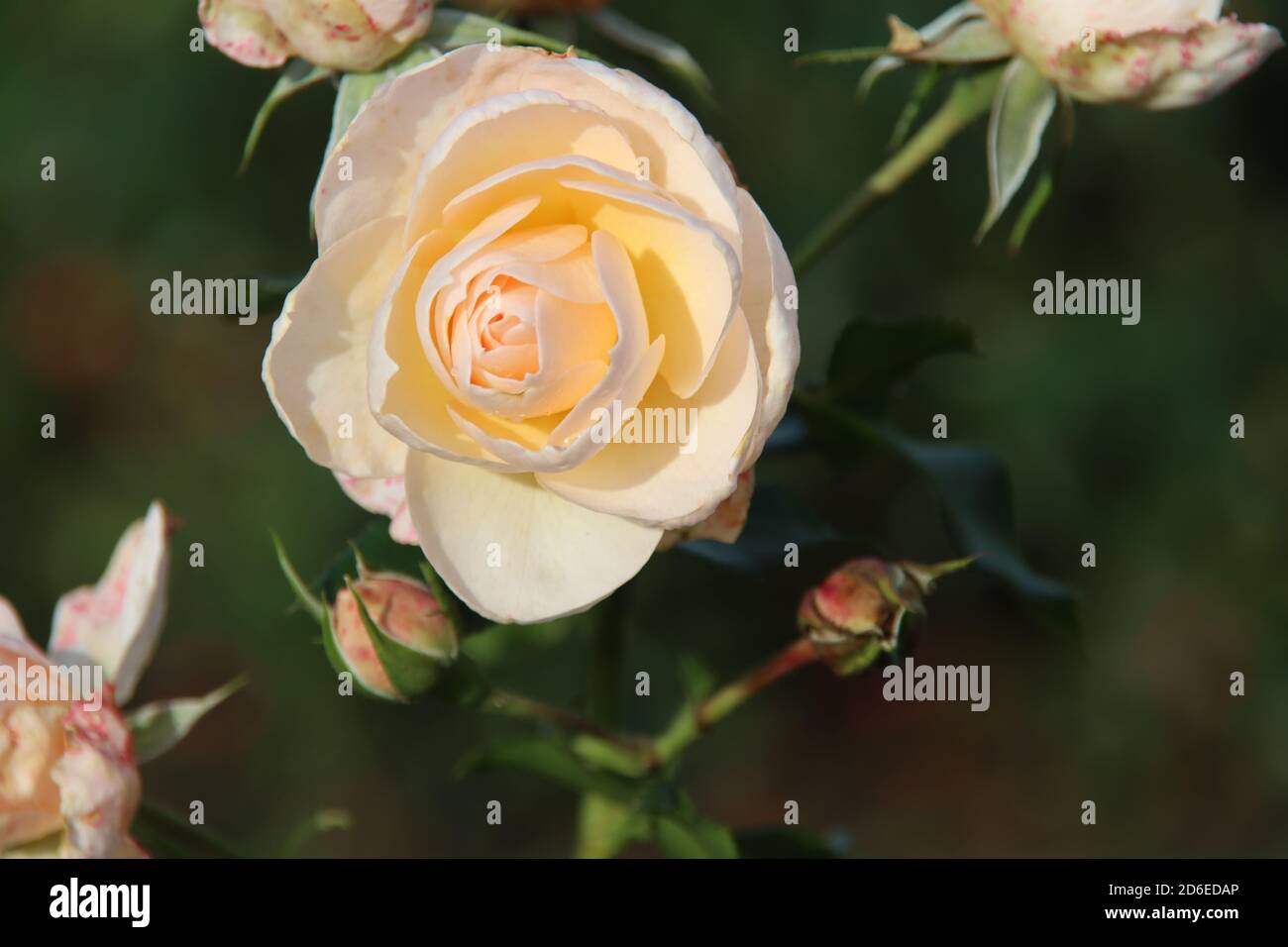 Rosa sirius hi-res stock photography and images - Alamy