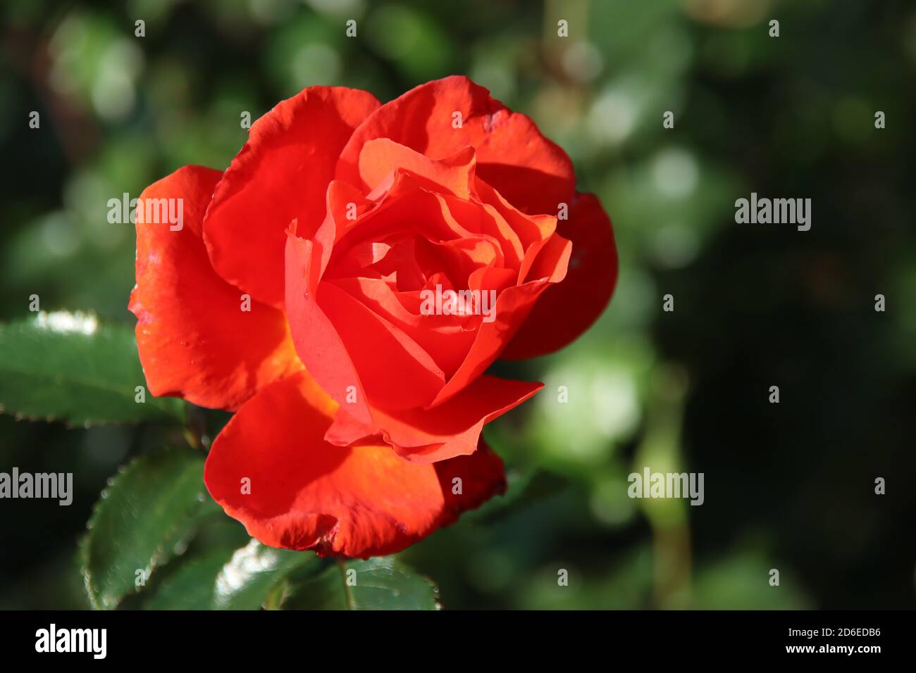 Red rose type Isa n the rosarium in Boskoop the Netherlands Stock Photo ...