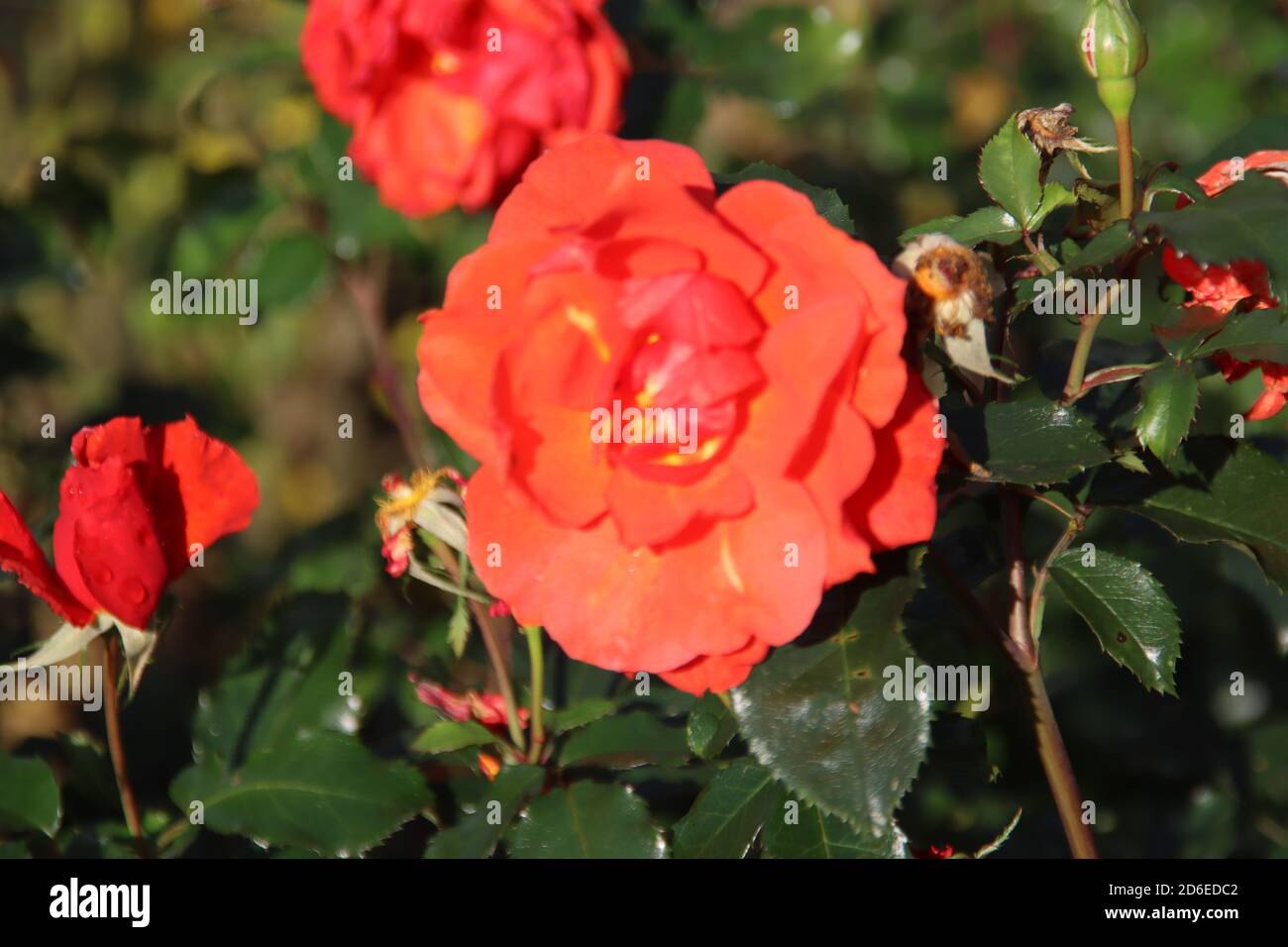 Red rose type Isa n the rosarium in Boskoop the Netherlands Stock Photo ...