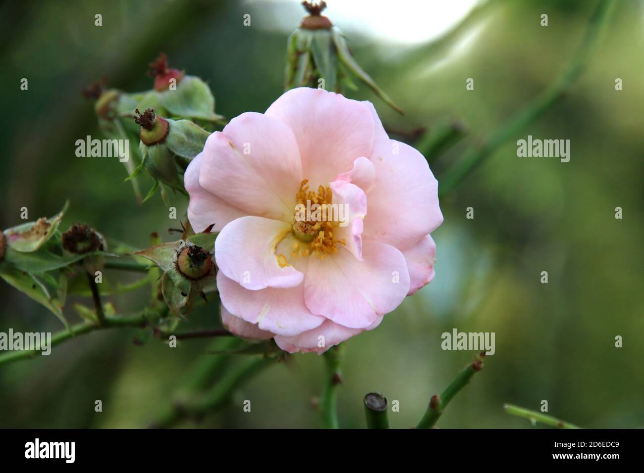 Pink rose type Checkmate in the rosarium in Boskoop in the Netherlands ...