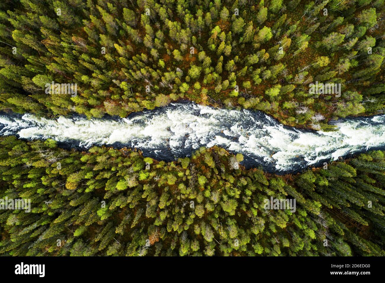 An aerial view of river rapids through lush and green Finnish taiga ...
