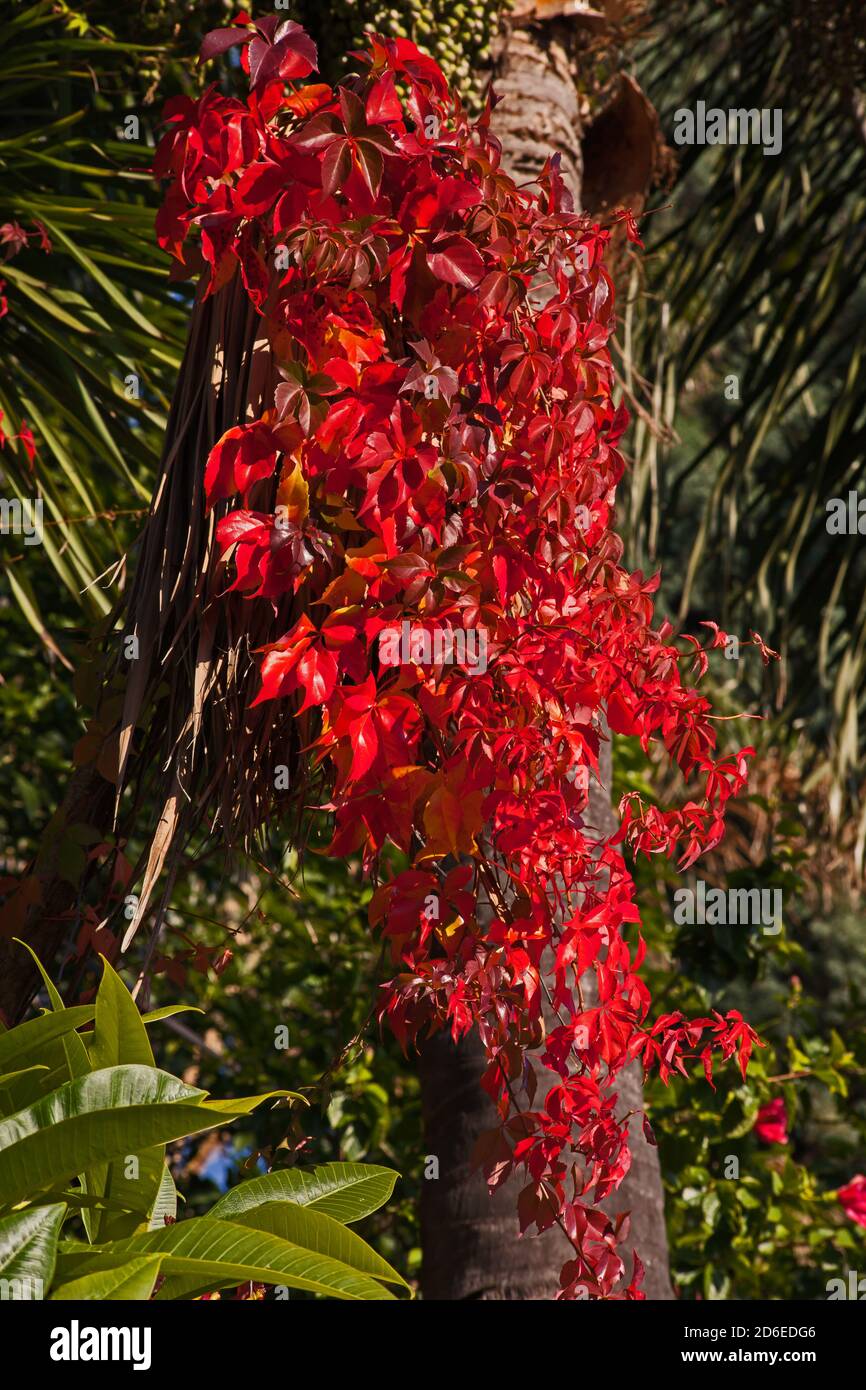 Red environment hi-res stock photography and images - Alamy