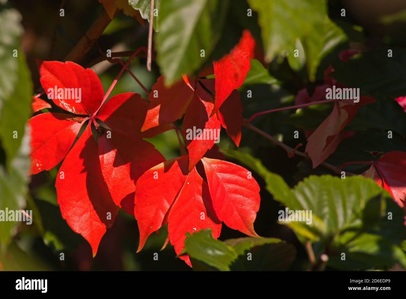 Red environment hi-res stock photography and images - Alamy
