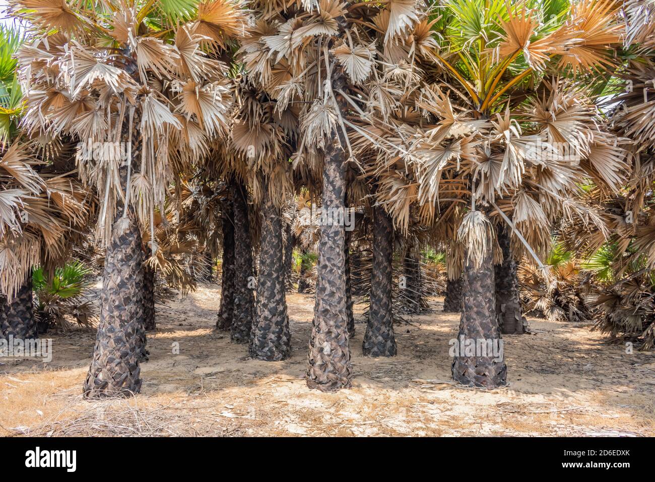 black trunk of palm trees near sea beach looking awesome in summer day ...