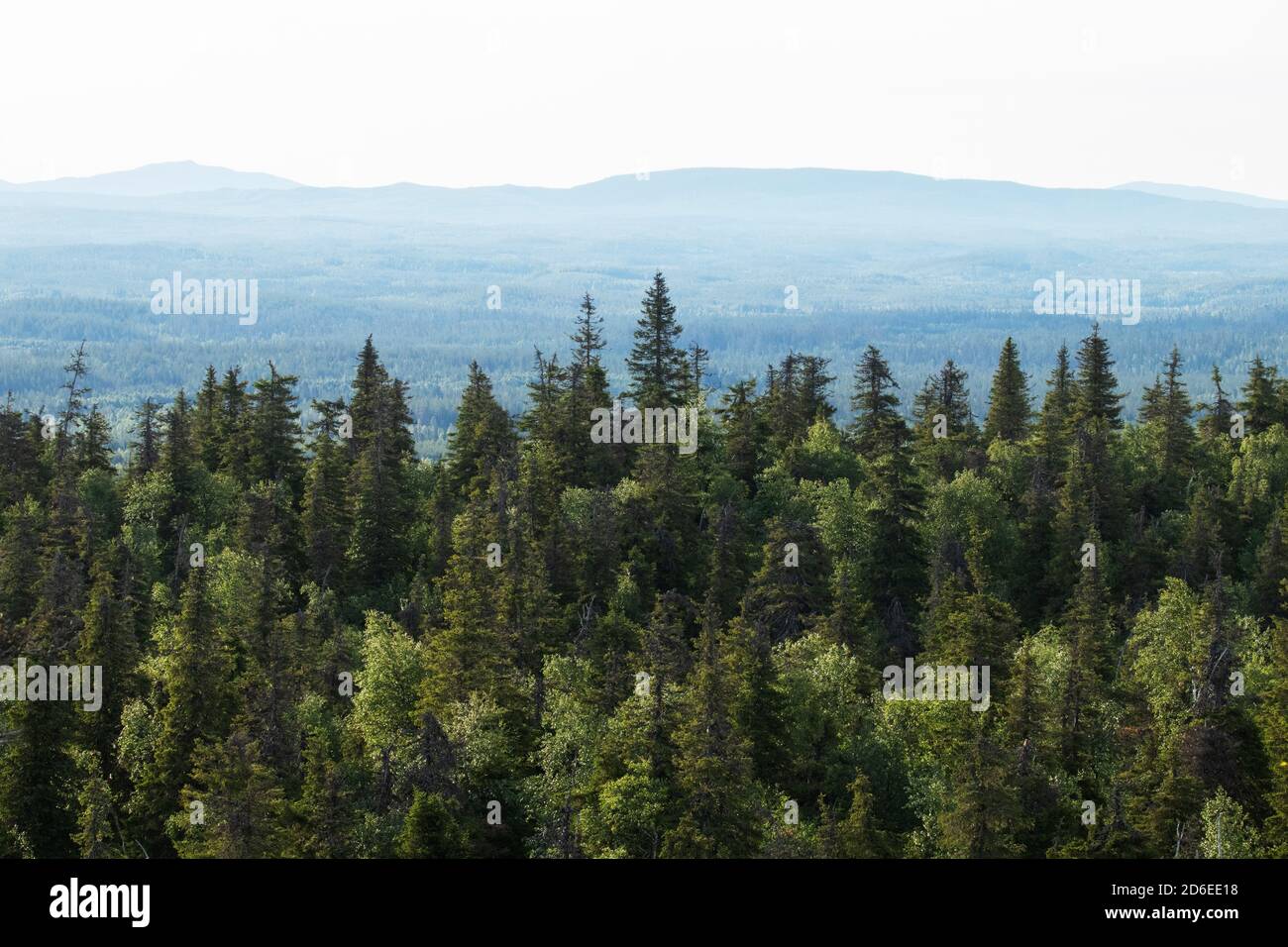 Taiga forest landscape hi-res stock photography and images - Alamy