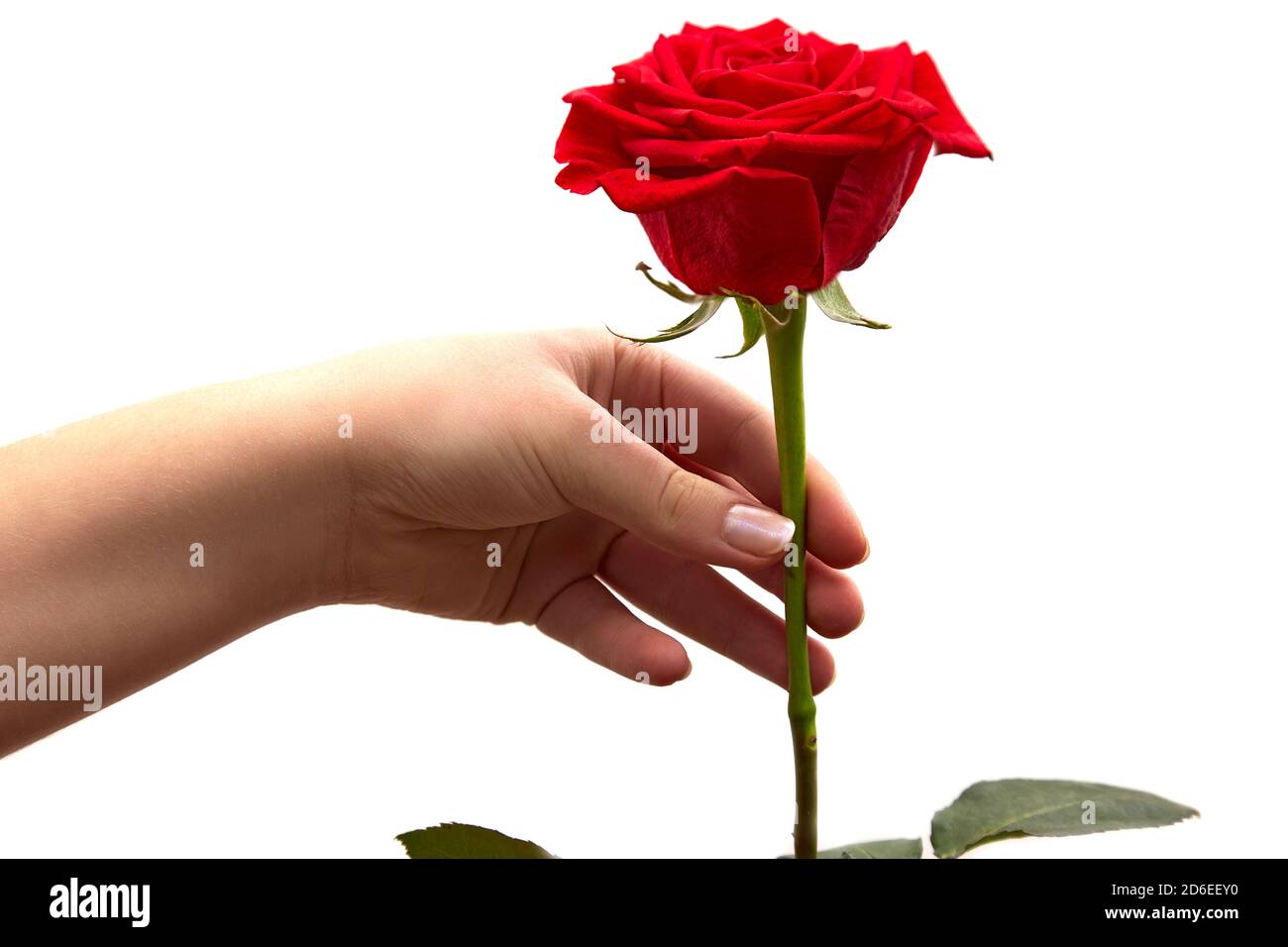red rose in the woman's hand on white background Stock Photo - Alamy