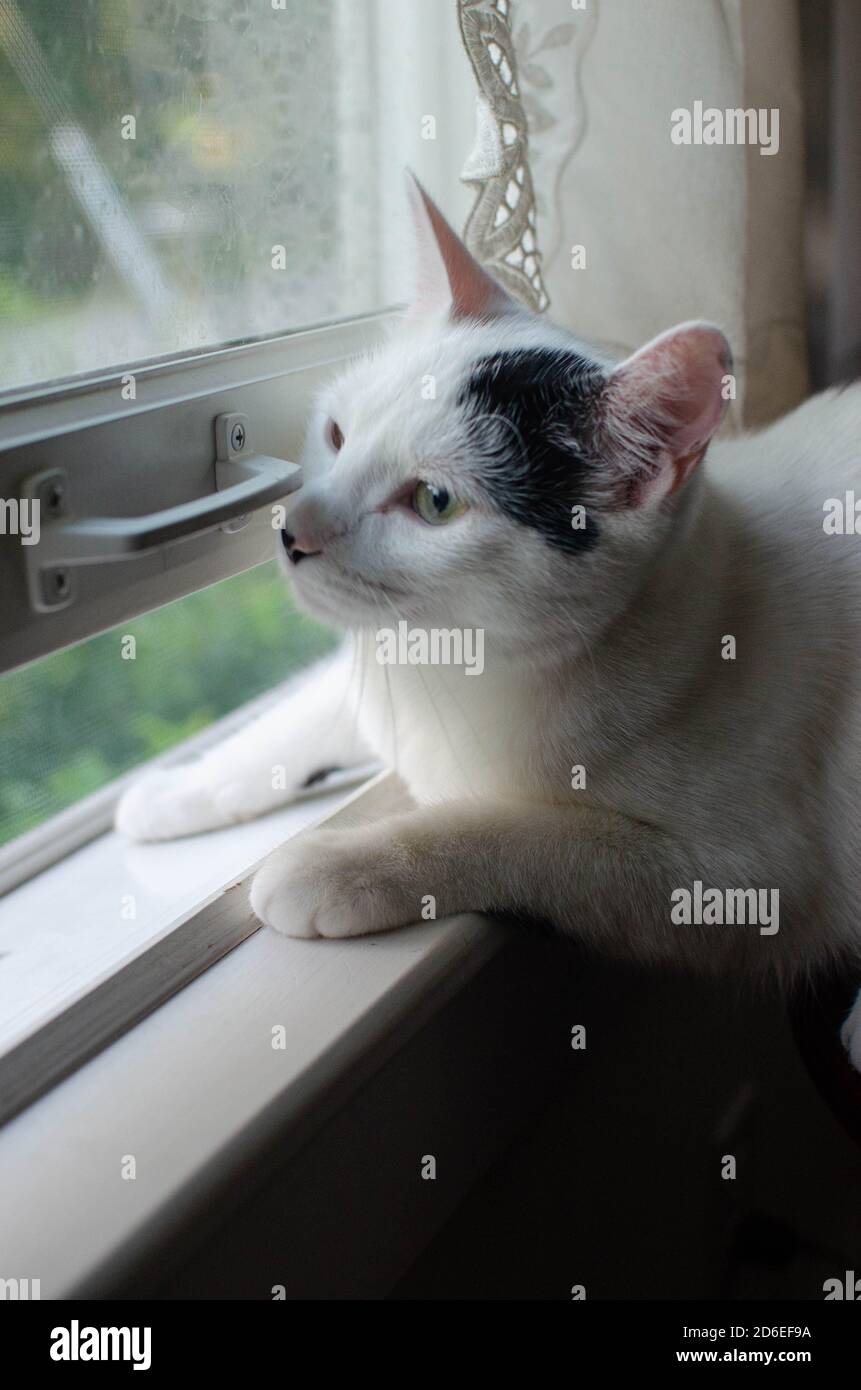 White Cat Sitting in Windowsil Stock Photo - Alamy