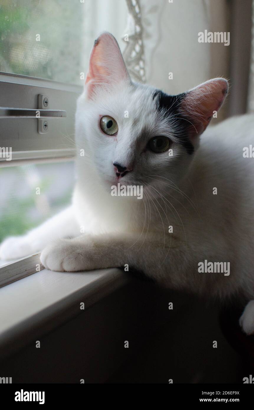 White Cat Sitting in Windowsil Stock Photo - Alamy