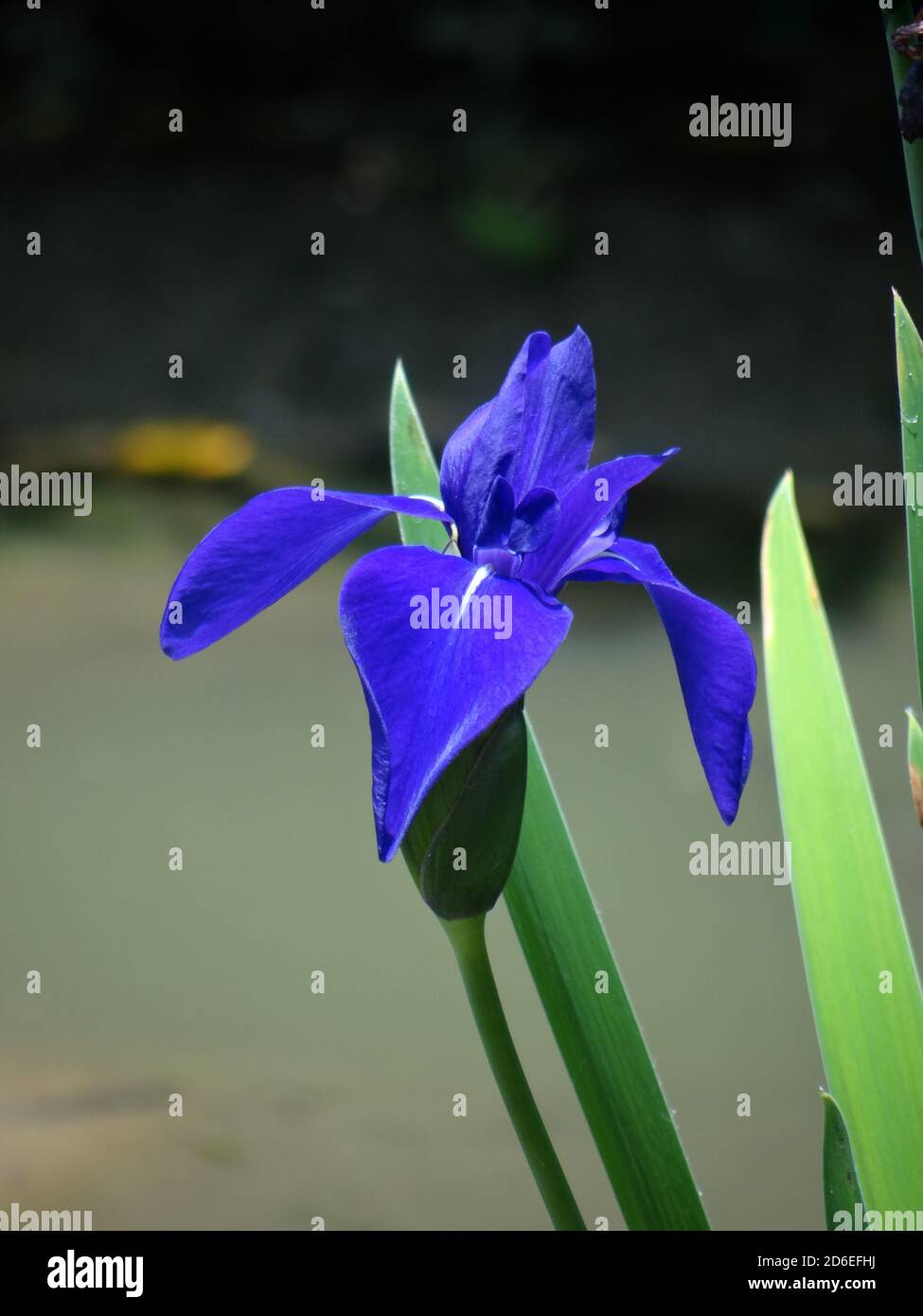 Vertical closeup shot of a beautiful blue iris flower in a garden Stock ...