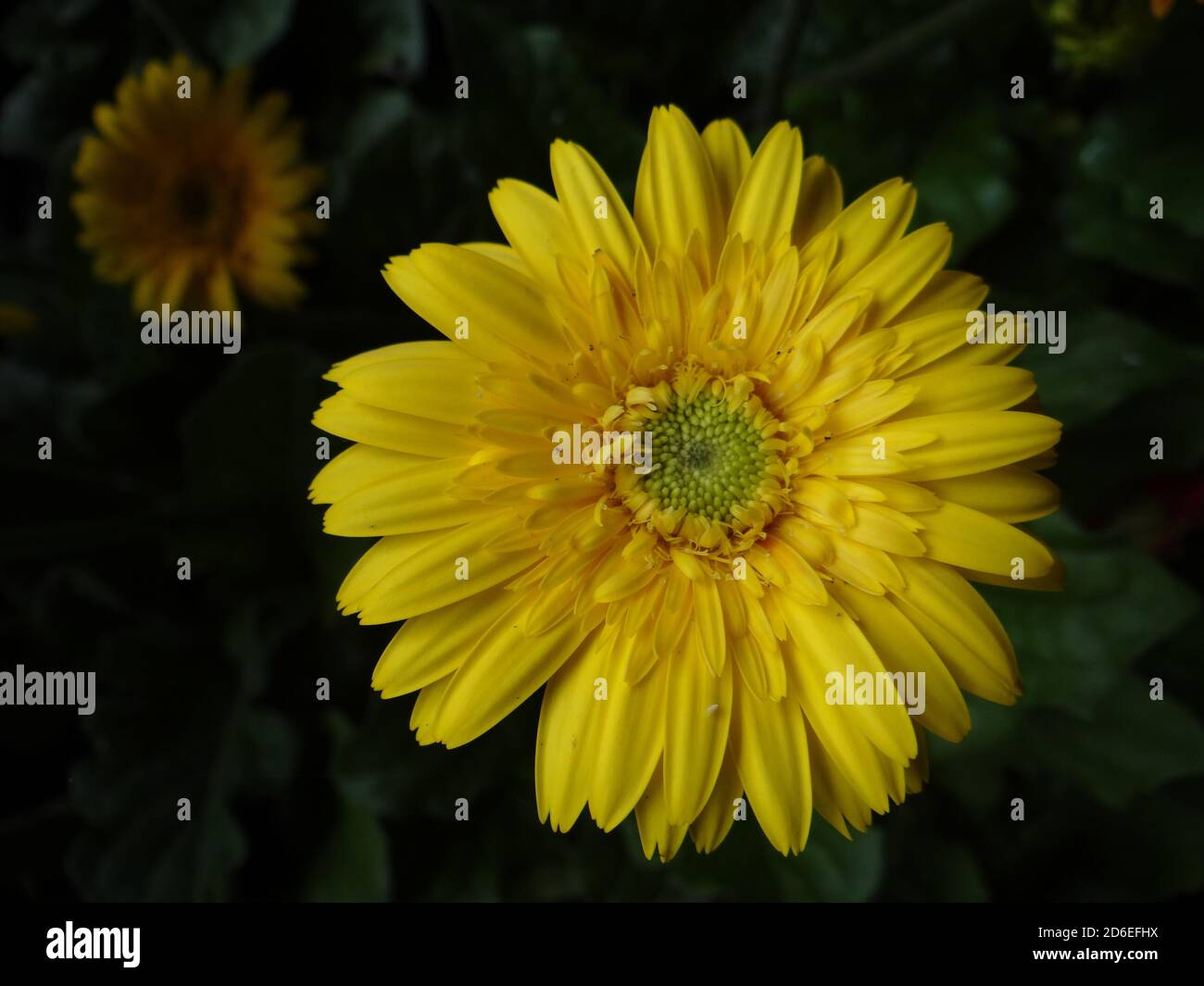 Closeup shot of a beautiful yellow Transvaal Daisy also known as ...