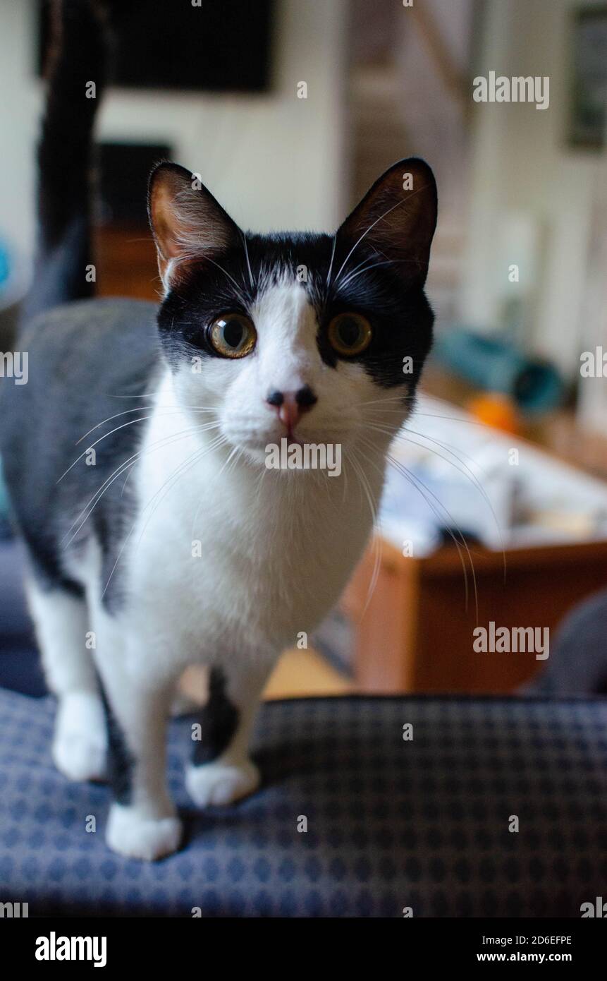 Cute cat laying around Stock Photo - Alamy