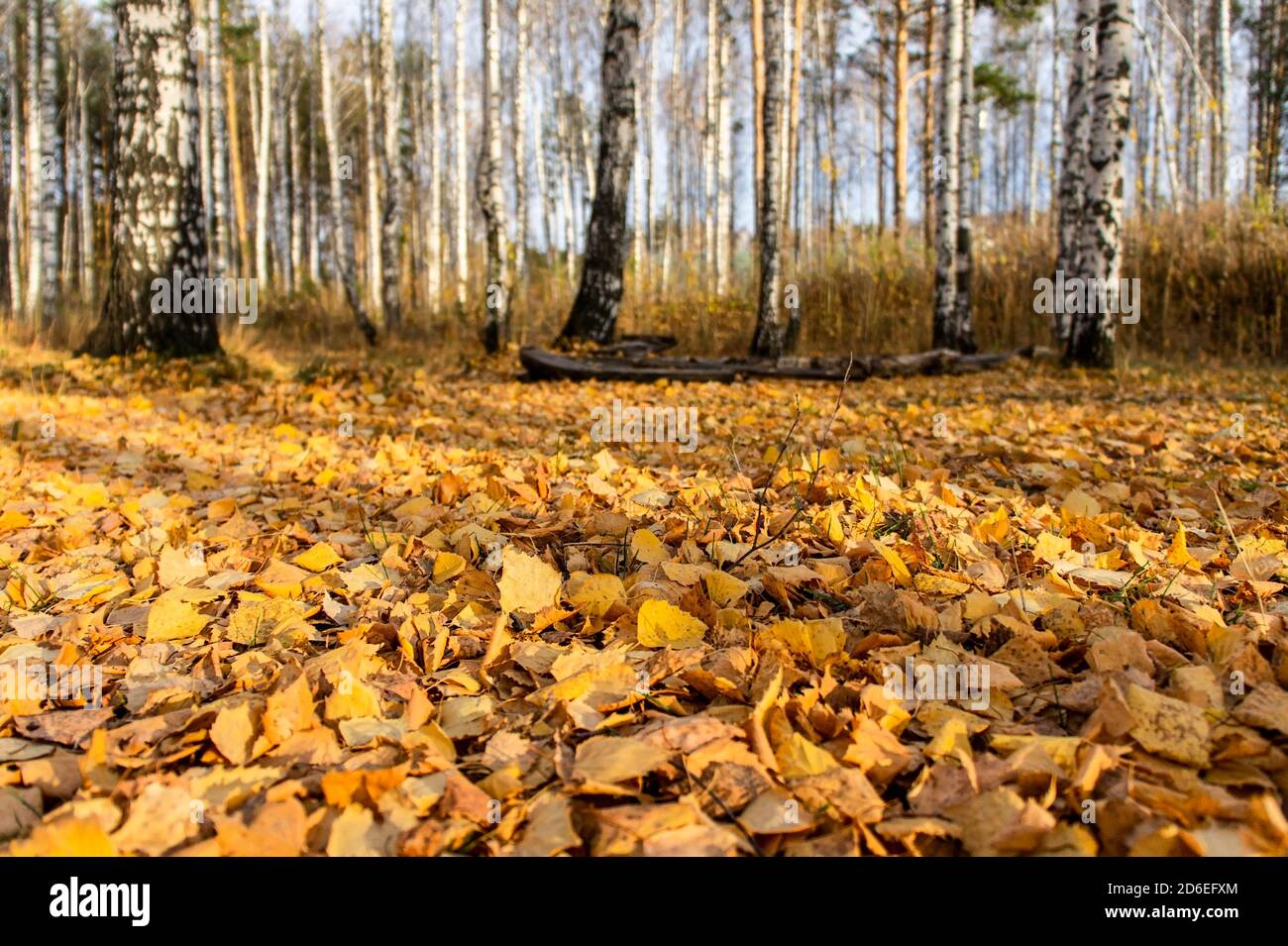 background with yellow autumn fallen leaves and birch trees with copy ...