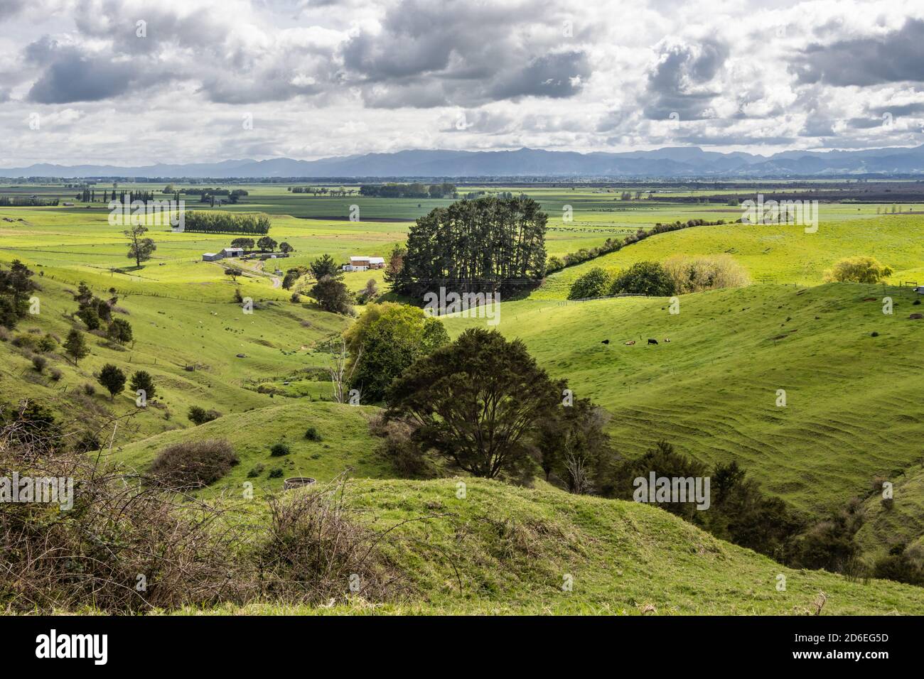 Hauraki Farmlands, New Zealand Stock Photo - Alamy