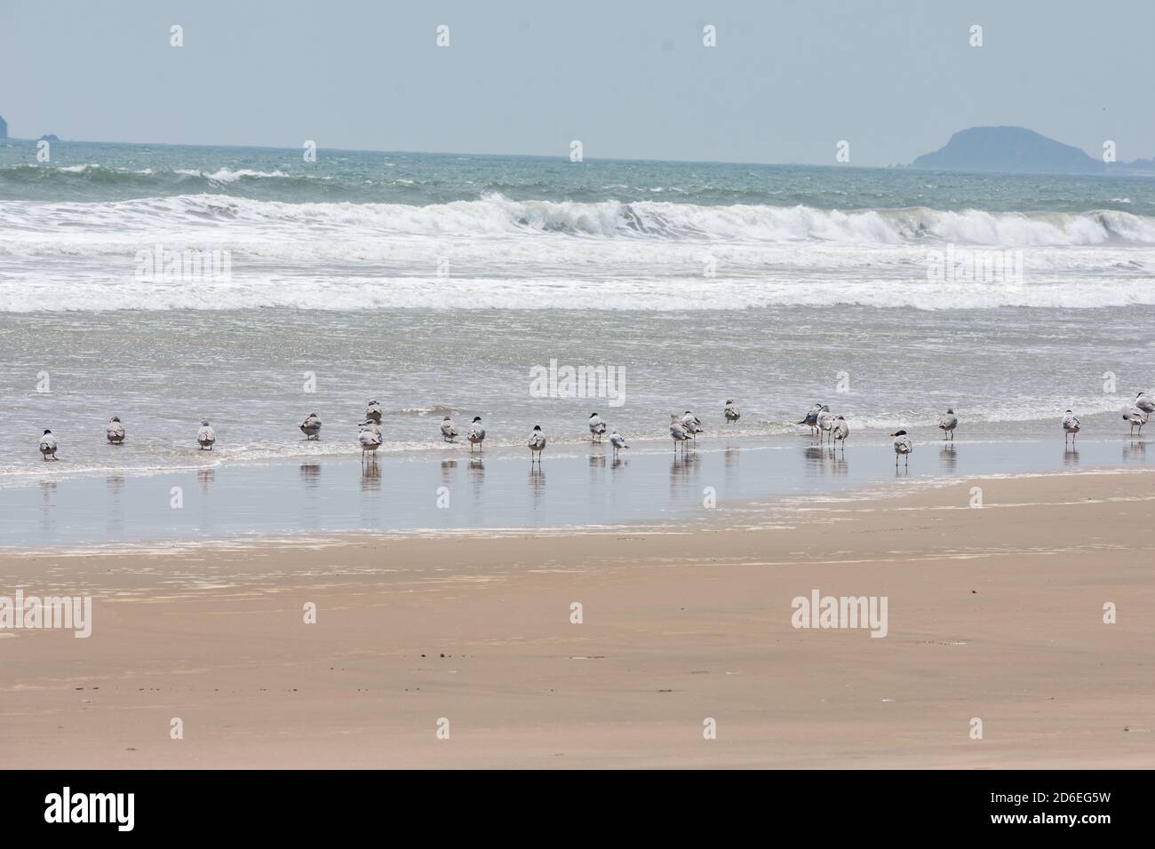 A group of birds eating fish after tide went back near sea beach ...
