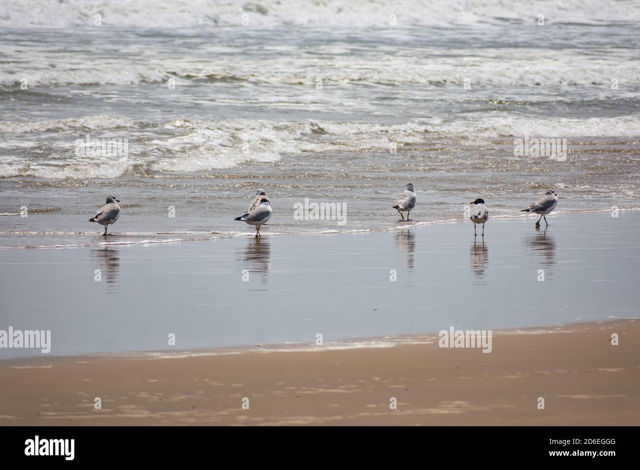 A group of birds eating fish after tide went back near sea beach ...