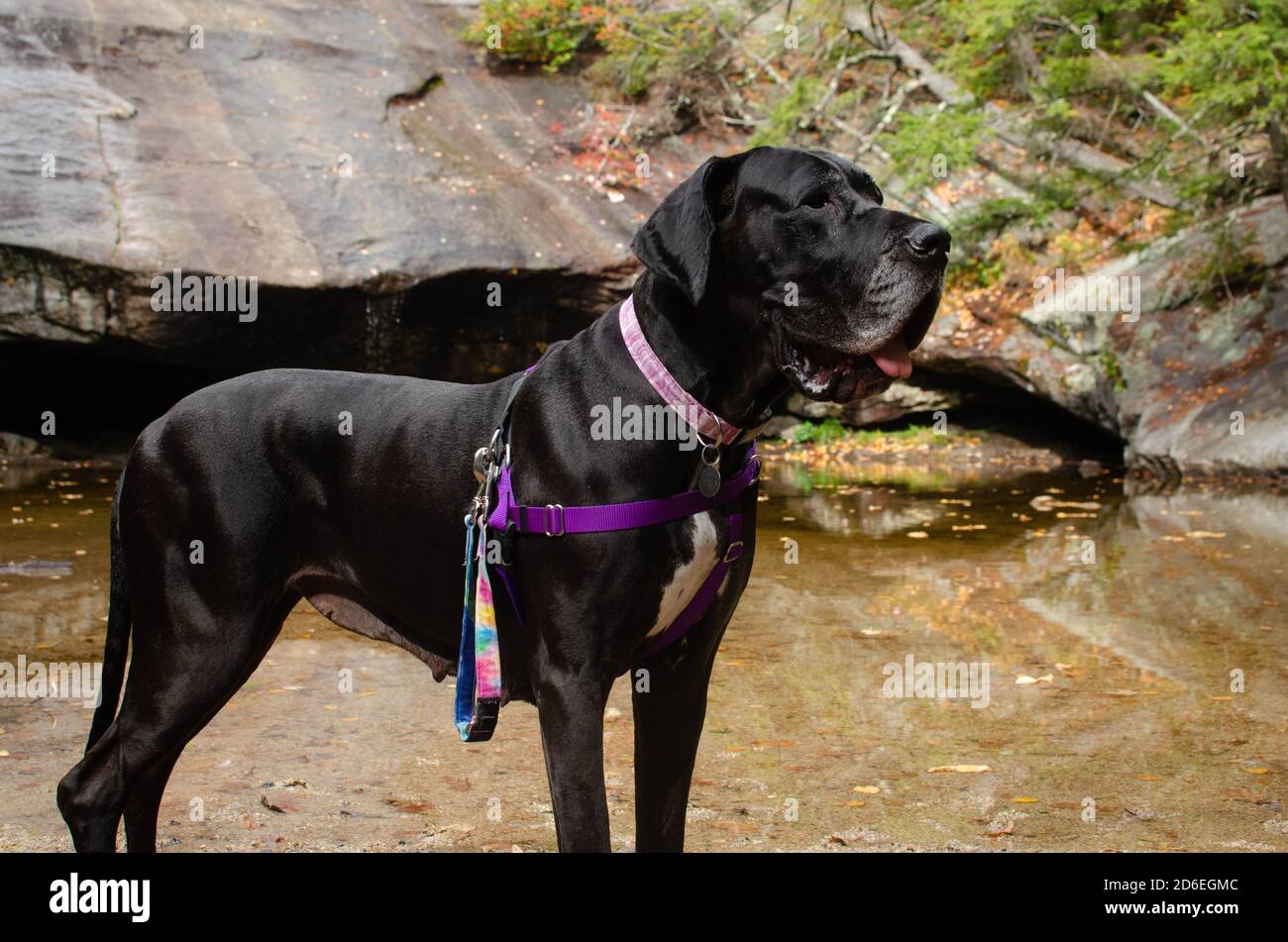 Black Great Dane adventuring in mountains Stock Photo - Alamy