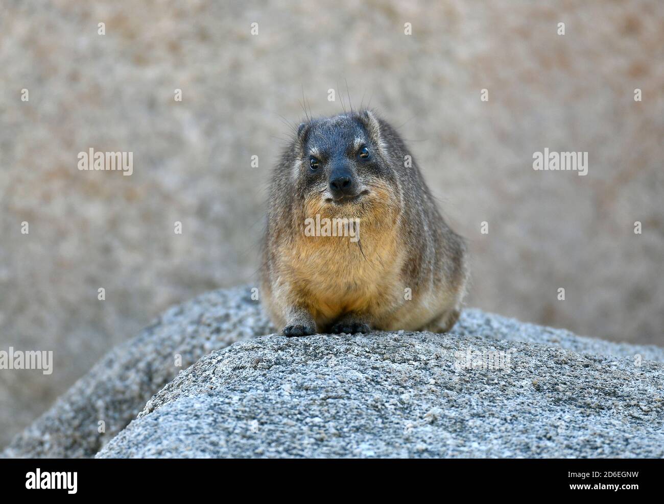 Hyrax (Procavia capensis), on rock, captive, Germany Stock Photo - Alamy