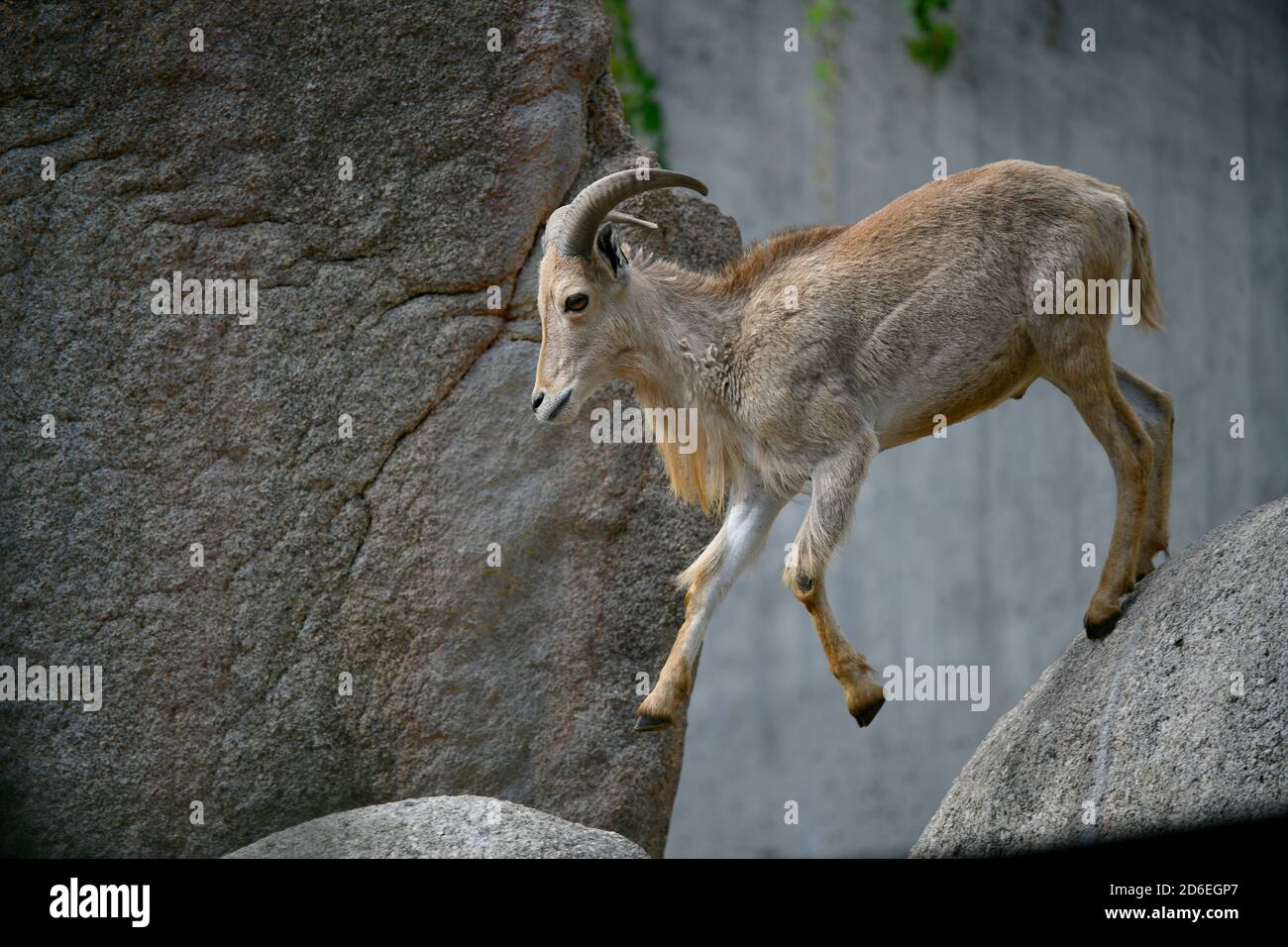 Captive barbary sheep hi-res stock photography and images - Alamy