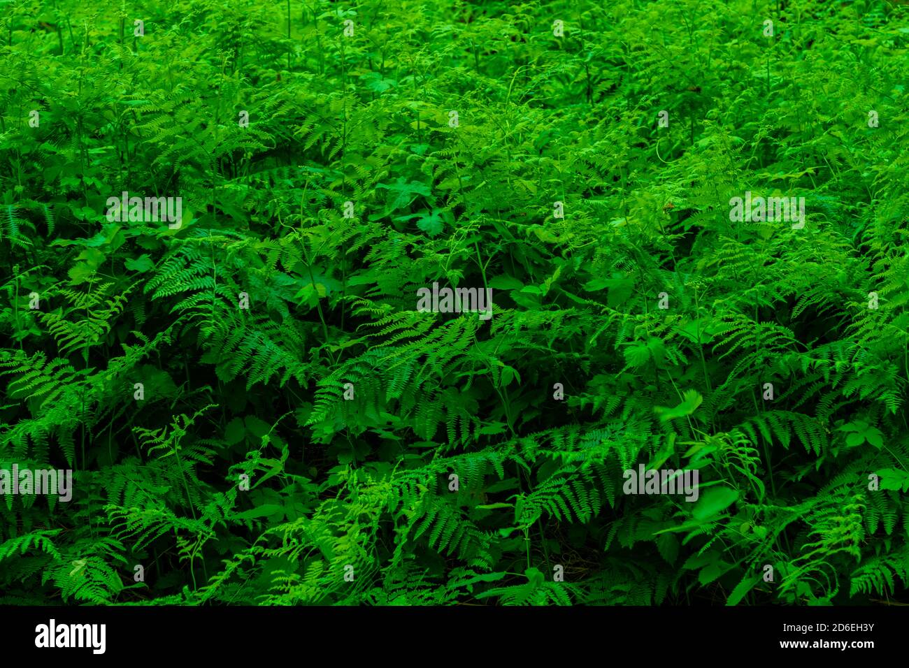 Fern summer leaf hi-res stock photography and images - Alamy