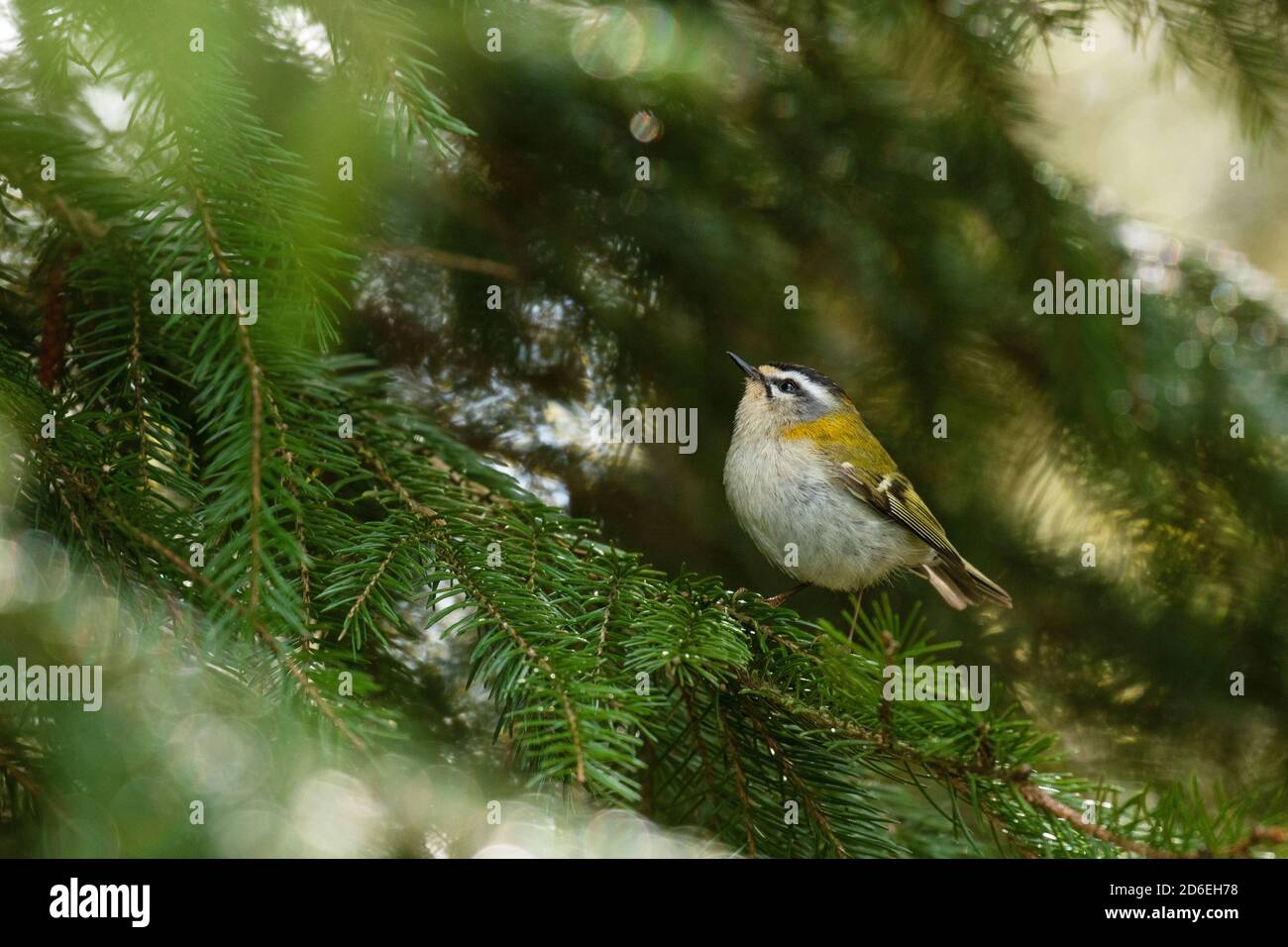 Small songbird Common Firecrest, Regulus ignicapilla, in boreal forest ...