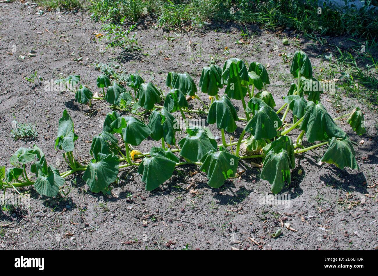 Pumpkin leaves wilted from heat and drought Stock Photo - Alamy