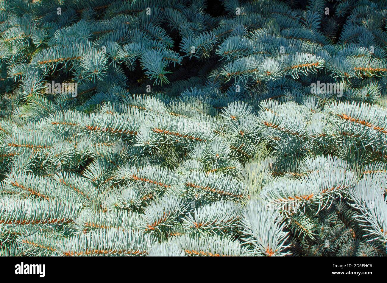 Branches of a beautiful blue spruce Stock Photo - Alamy