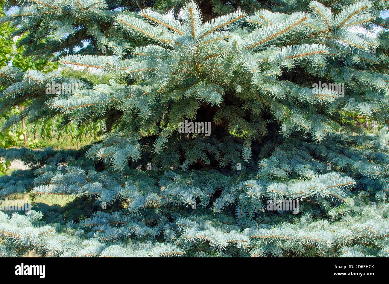 Branches of a beautiful blue spruce Stock Photo - Alamy