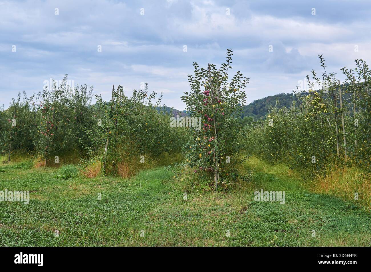rows of young fruit trees on an apple plantation in a valley between ...