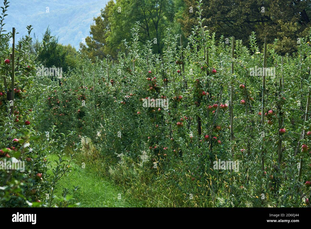 rows of young fruit trees on an apple plantation in a valley between ...