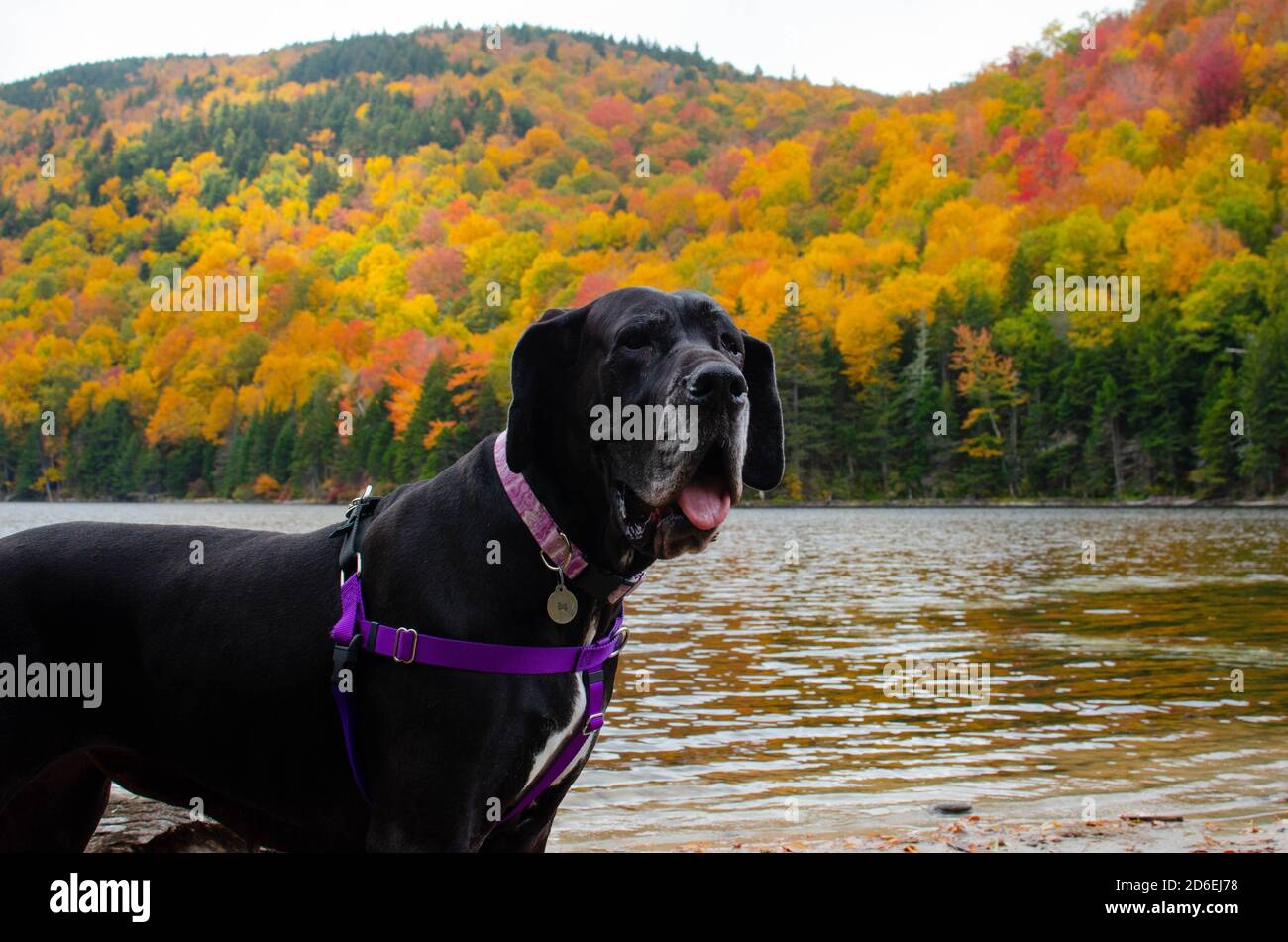 Black Great Dane adventuring in mountains Stock Photo - Alamy