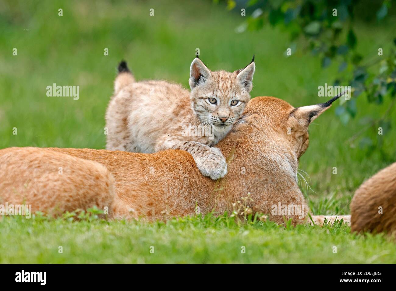 Mother and baby lynx hi-res stock photography and images - Alamy