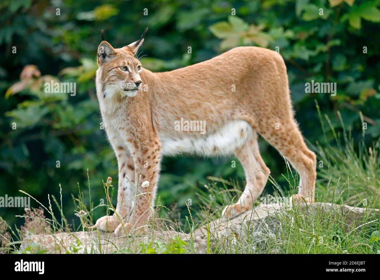 Lynx, (Lynx lynx), European lynx, young animals Stock Photo - Alamy