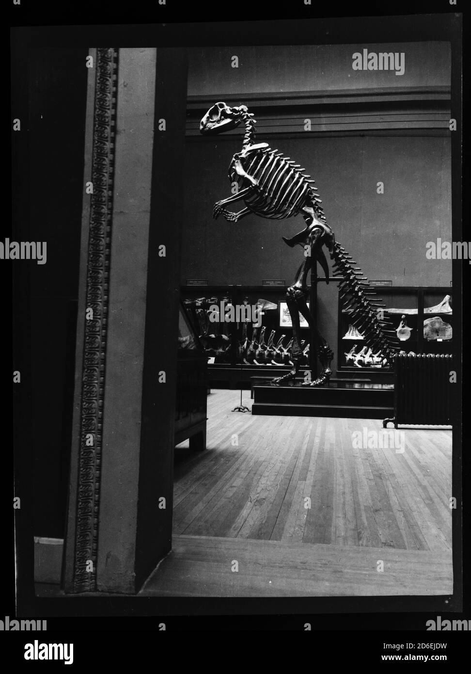 Interior view of the Field Museum of Natural History , showing a ...