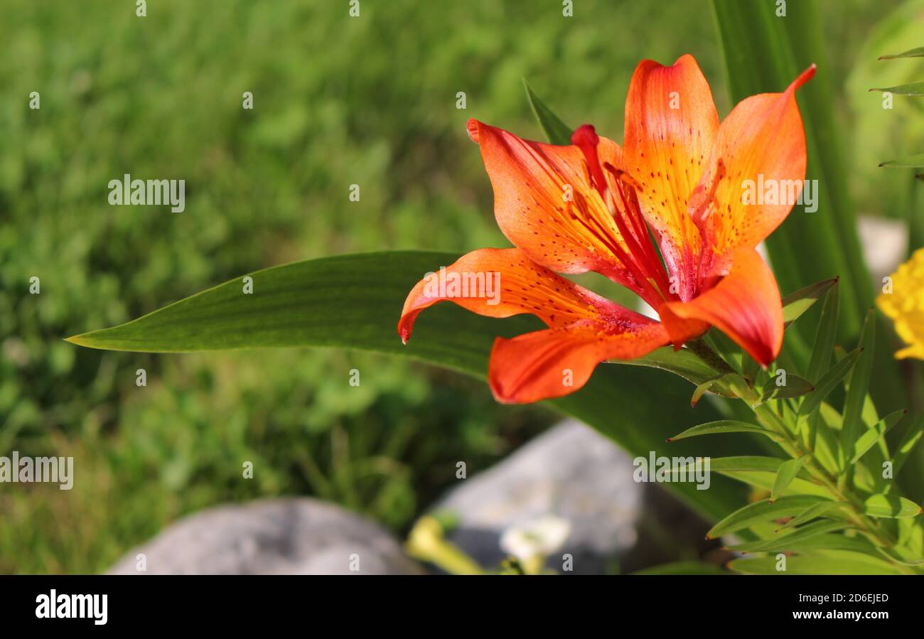 The Flaming Flower Stock Photo - Alamy