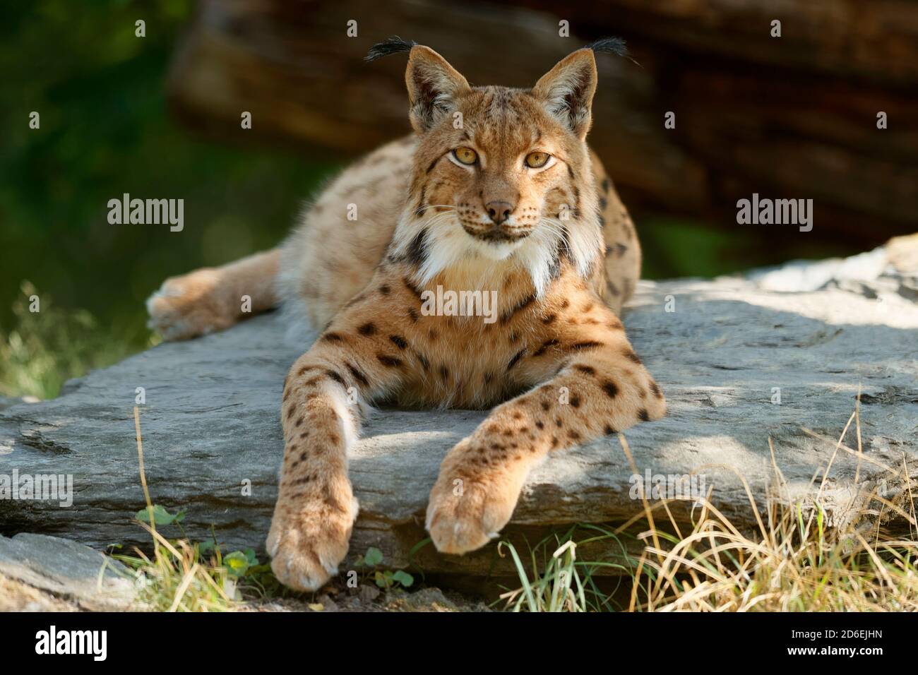 Baby lynx hi-res stock photography and images - Alamy
