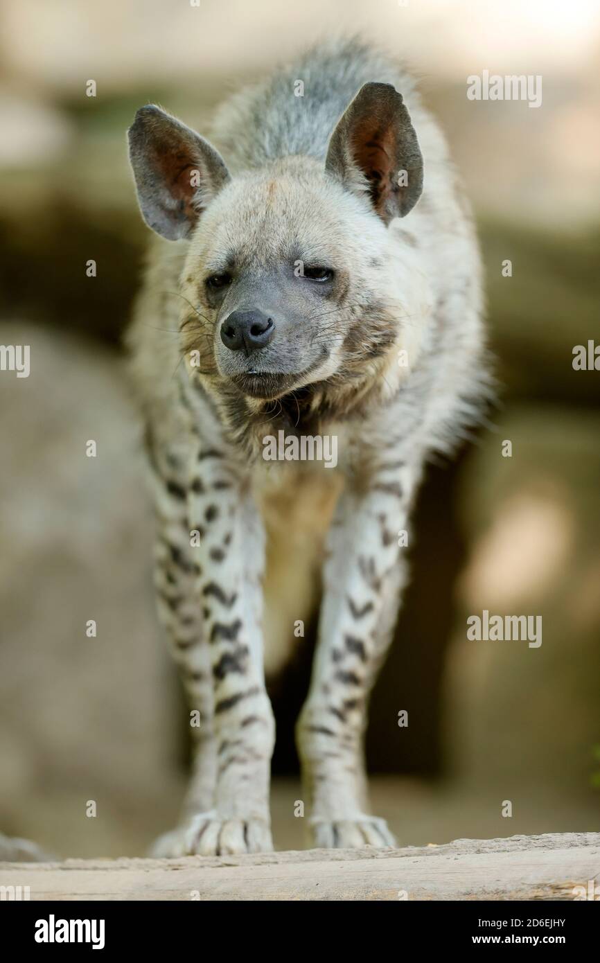 Striped hyena (Hyaena hyaena Stock Photo - Alamy
