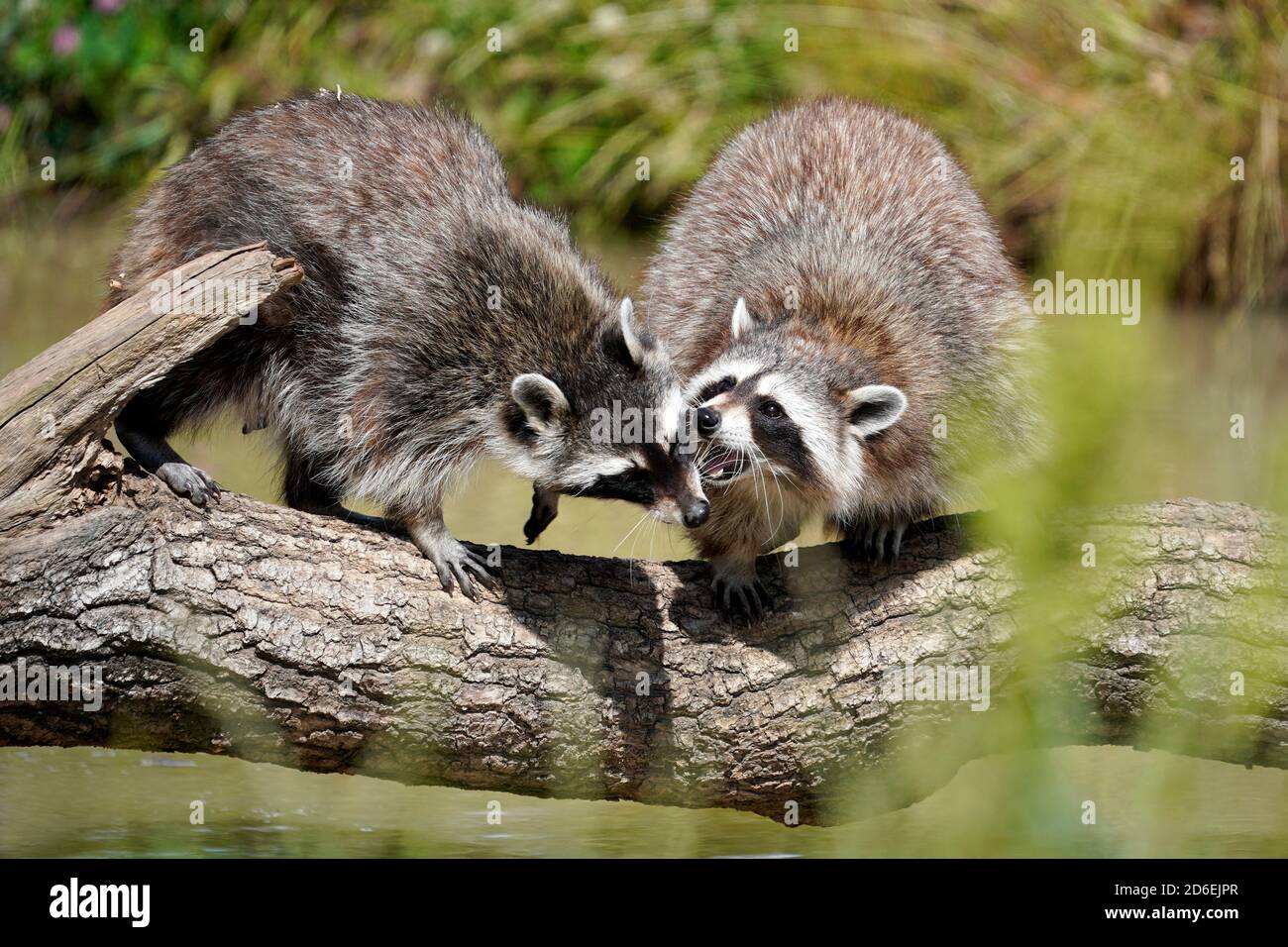 Raccoons, (Procyon lotor), young animals, France Stock Photo - Alamy