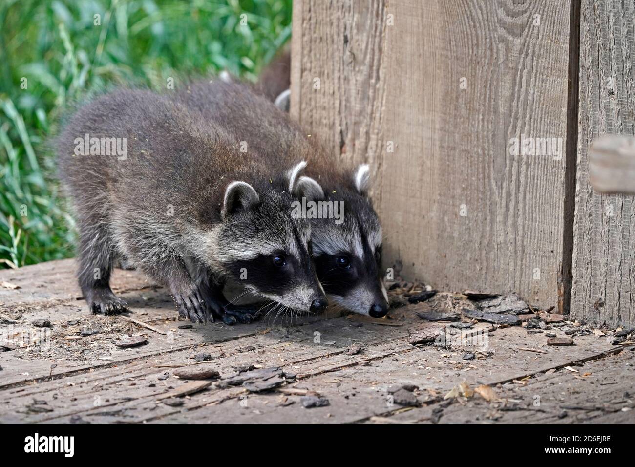 Raccoons, (Procyon lotor), young animals, France Stock Photo - Alamy