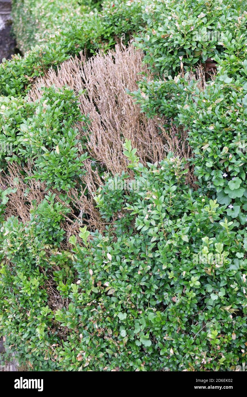 Boxwood (Buxus) damaged by the fungus Cylindrocladium buxicola, boxwood ...
