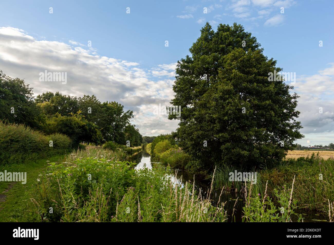 A tree grows out of the embankment of the Moontgomery canal. This ...