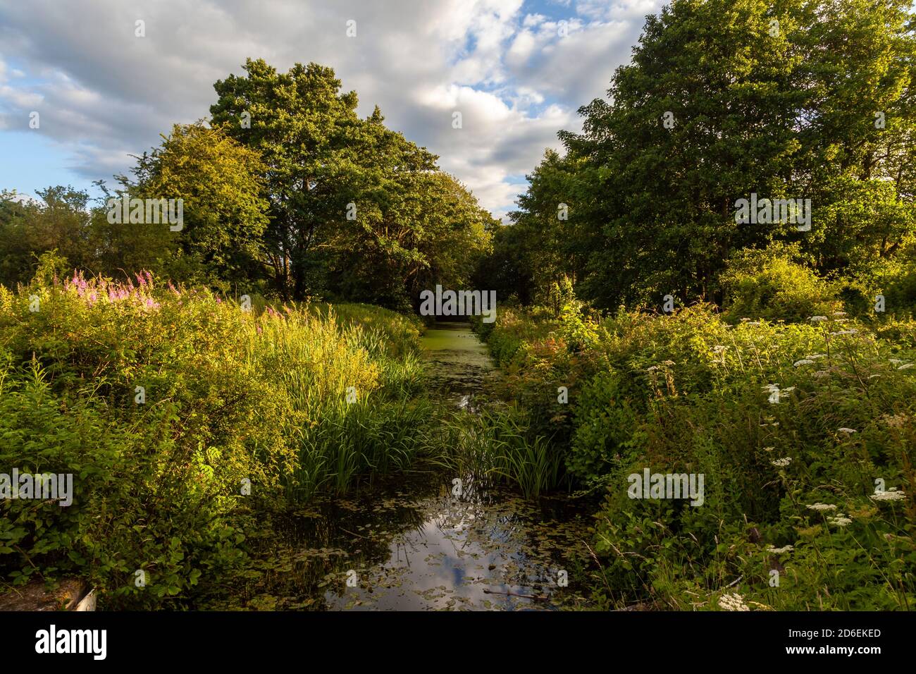 Queenshead hi-res stock photography and images - Alamy