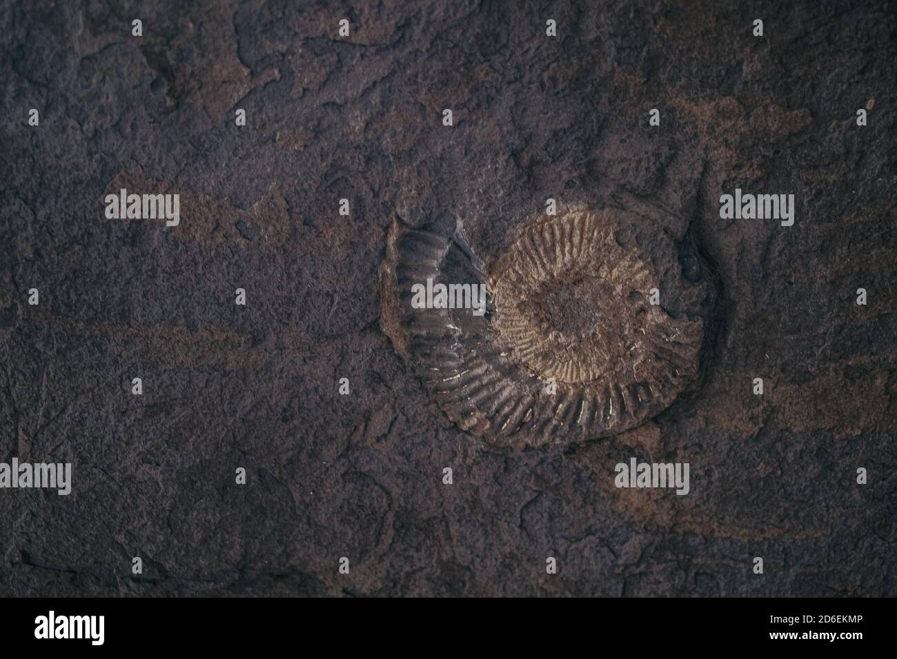 Sedimentary rocks and fossils hi-res stock photography and images - Alamy