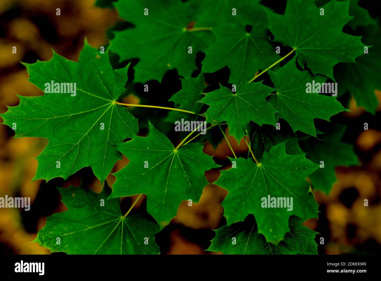 Maple leaves in summer in Germany Stock Photo - Alamy